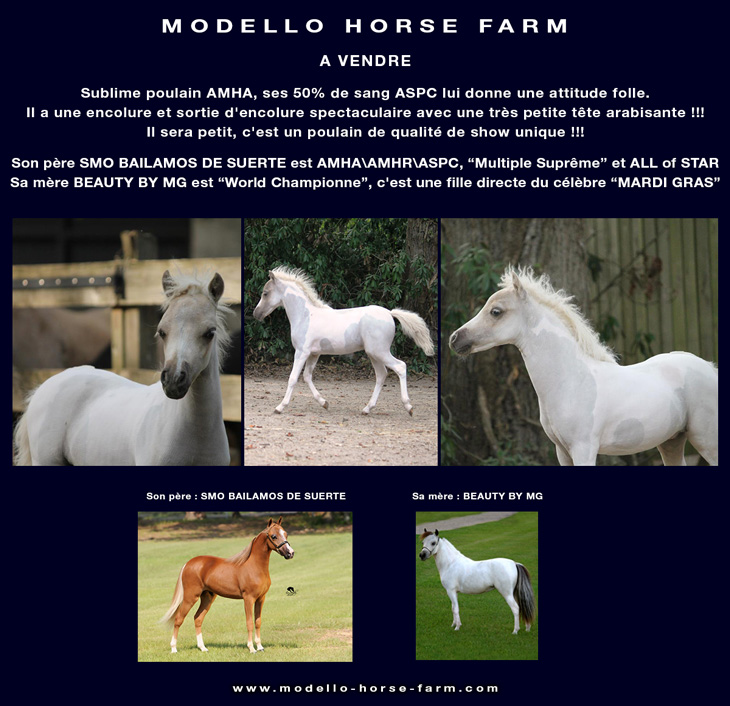 Les poulains à vendre de l'élevage de Modello